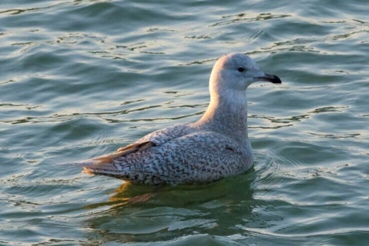 11 Gulls in California (With Pictures) - AviBirds