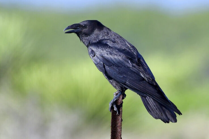 Ravens in Texas (With Pictures) - AviBirds
