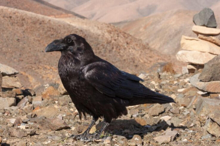 Ravens in Texas (With Pictures) - AviBirds