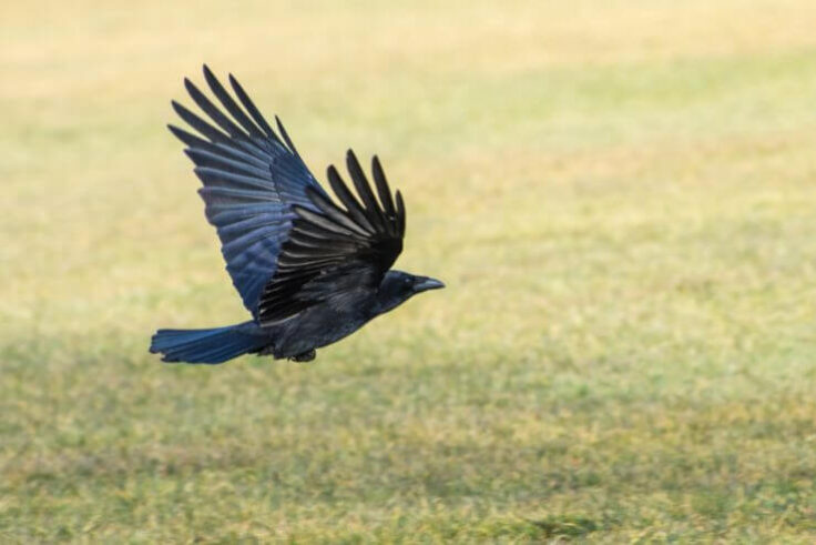 How Long Do Crows Live? - AviBirds