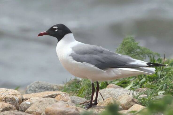 11 Gulls in California (With Pictures) - AviBirds