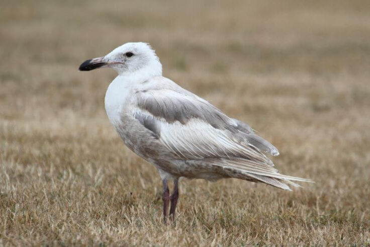 11 Gulls in California (With Pictures) - Avibirds.com