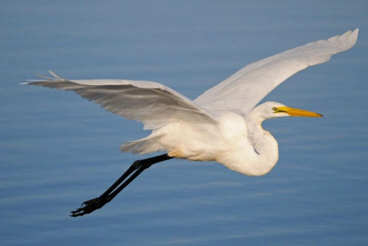 10 White Birds in Florida (With Pictures) - Avibirds.com