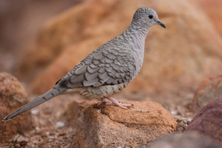 6 Doves and Pigeons in Texas (With Pictures) - Avibirds.com