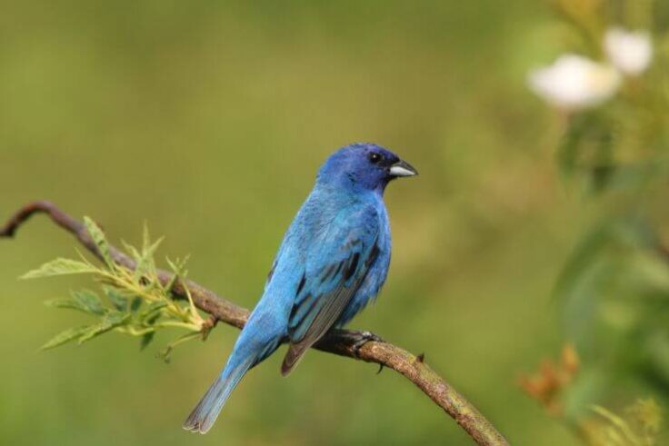 8 Blue birds in Florida (With Pictures) - AviBirds