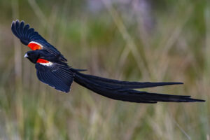 Eight Birds with Long Tails (With Pictures) - Avibirds.com