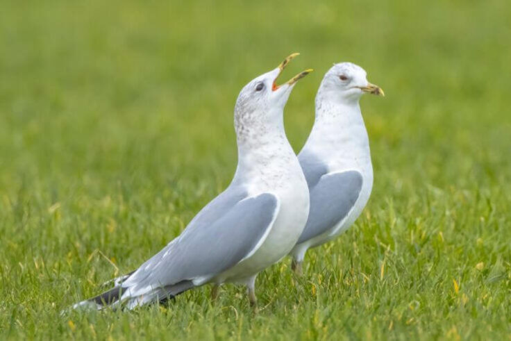 11 Gulls in California (With Pictures) - AviBirds