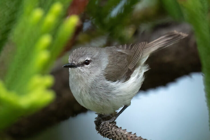 Australian Warblers (With Pictures) - AviBirds