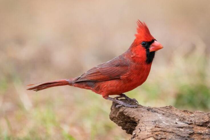 Cardinals in Texas (With Pictures) - Avibirds.com