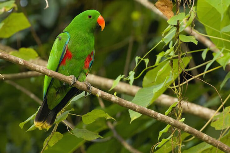 Ten Birds with Colorful Beaks (With Pictures) - AviBirds