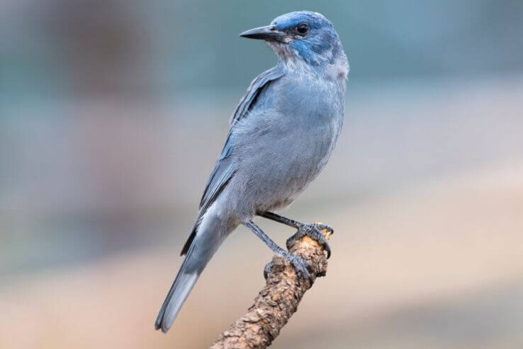 12 Blue birds in Colorado (With Pictures) - AviBirds