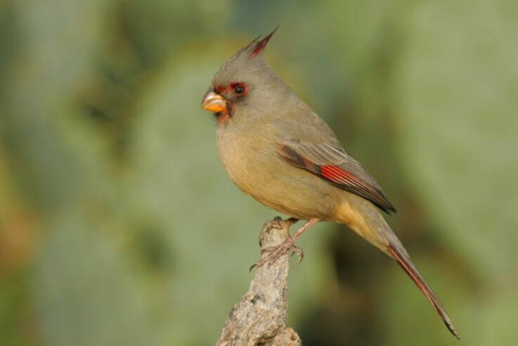 Cardinals in Texas (With Pictures) - AviBirds
