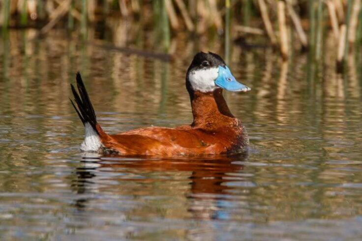 Ten Birds with Colorful Beaks (With Pictures) - AviBirds