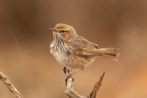 Australian Warblers (With Pictures) - Avibirds.com