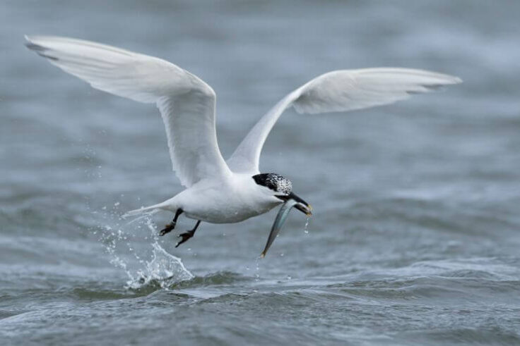 10 White Birds in Florida (With Pictures) - Avibirds.com