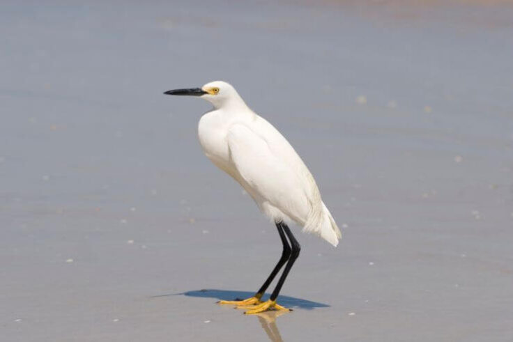 10 White Birds in Florida (With Pictures) - Avibirds.com