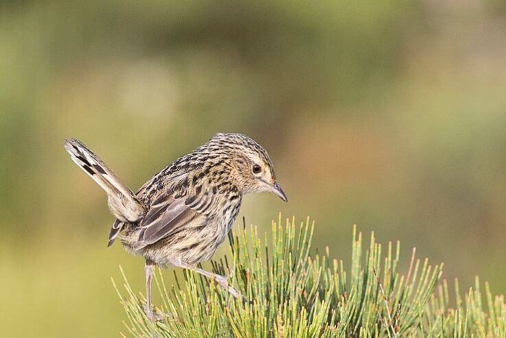 Australian Warblers (With Pictures) - AviBirds