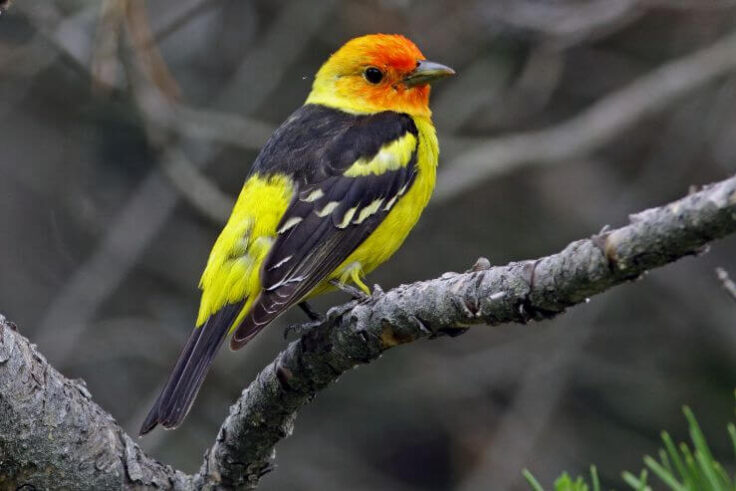 5 Yellow Birds with Black Wings (With Pictures) - AviBirds