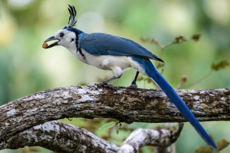Eight Birds with Long Tails (With Pictures) - AviBirds