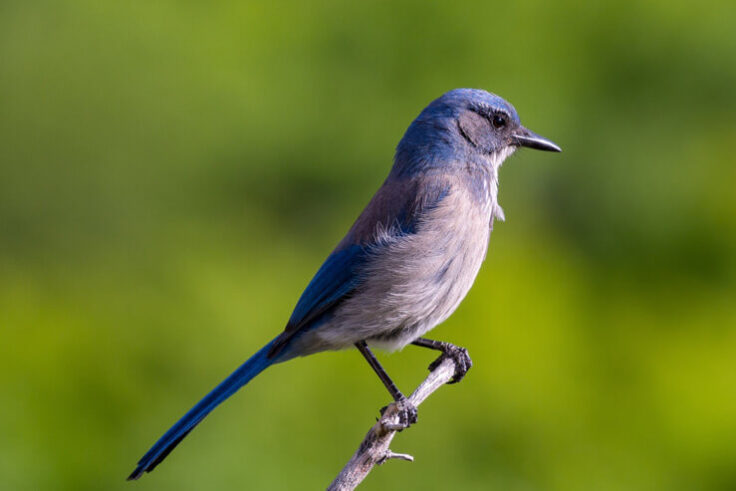12 Blue birds in Colorado (With Pictures) - AviBirds