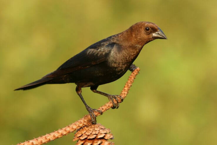 10 Brown birds in Florida (With Pictures) - AviBirds