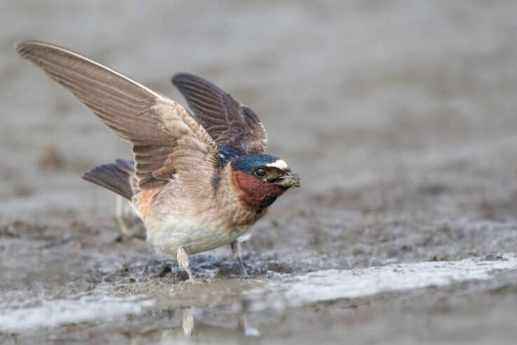 11 Blue birds in Washington (With Pictures) - AviBirds