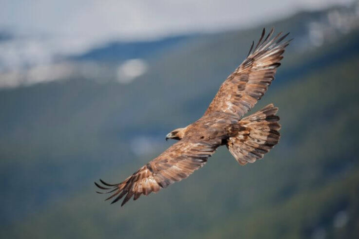 Eagles in Wisconsin (With Pictures) - Avibirds.com