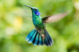 How Fast Do Hummingbirds Fly? (With Pictures) - AviBirds