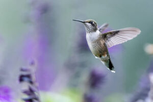 How Fast Do Hummingbirds Fly? (With Pictures) - AviBirds