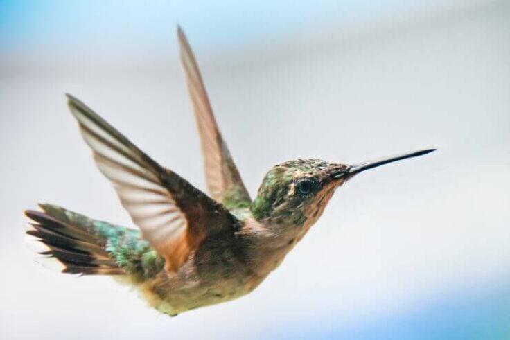 How Fast Do Hummingbirds Fly? (With Pictures) - AviBirds