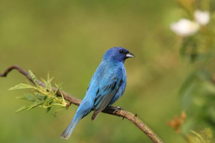 Birds of Ohio - Local Bird Guides and Visual ID