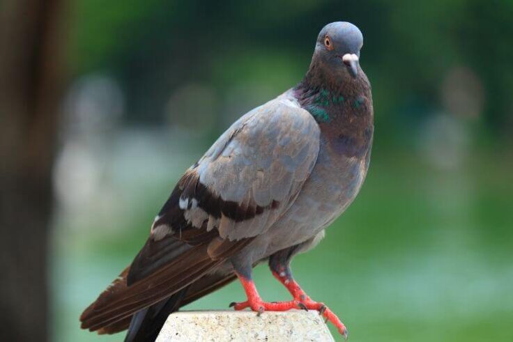 Pigeon Lifespan - How Long Do Pigeons Live? (With Pictures) - AviBirds