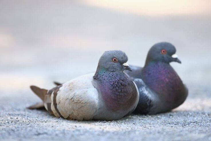 Pigeon Lifespan - How Long Do Pigeons Live? (With Pictures) - AviBirds