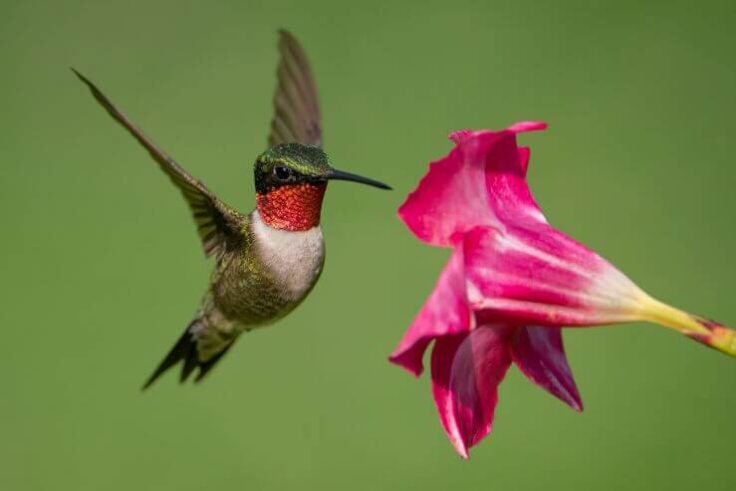 How Fast Do Hummingbirds Fly? (With Pictures) - AviBirds
