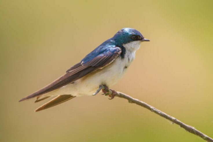 10 Blue birds in Ohio (With Pictures) - Avibirds.com
