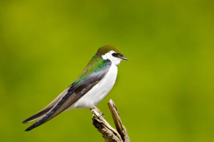 11 Blue birds in Washington (With Pictures) - AviBirds