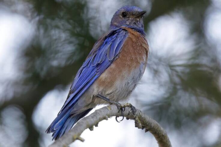 11 Blue birds in Washington (With Pictures) - AviBirds