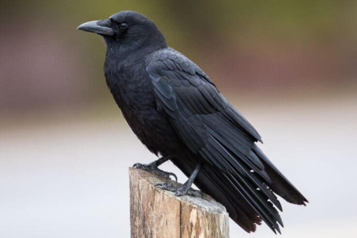 10 Common birds in North Carolina (With Pictures) - AviBirds