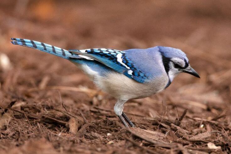 Common birds in Georgia (With Pictures) - Avibirds.com
