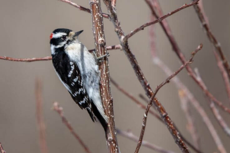 10 Most Common Birds of Ohio (with Pictures for Easy ID)