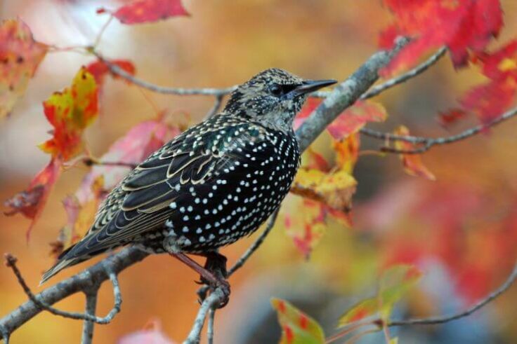 10 Most Common Birds of Ohio (with Pictures for Easy ID)