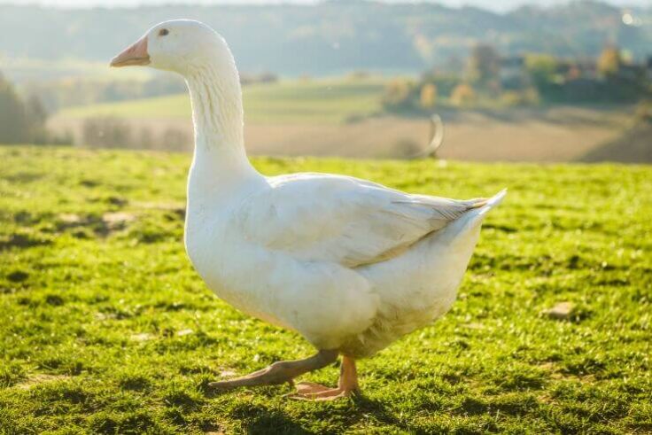 How Long Do Geese Live? Goose Lifespans - AviBirds