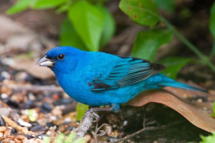 Birds of Maryland - Local Bird Guides and Visual ID