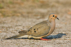 10 Most Common Birds of Ohio (with Pictures for Easy ID)