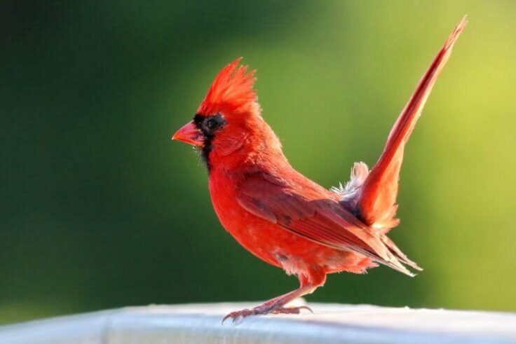 10 Common birds in North Carolina (With Pictures) - AviBirds