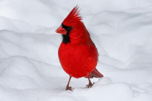 Common birds in Georgia (With Pictures) - Avibirds.com