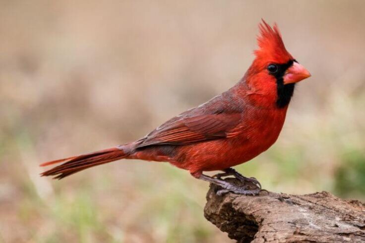 10 Common birds in Florida (With Pictures) - AviBirds