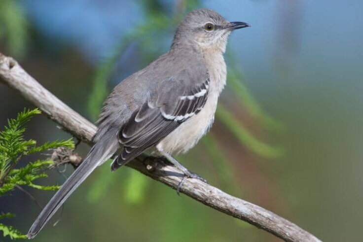 10 Common birds in North Carolina (With Pictures) - AviBirds