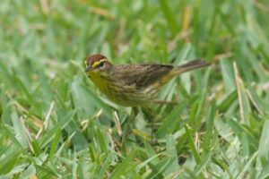 10 Common birds in Florida (With Pictures) - AviBirds