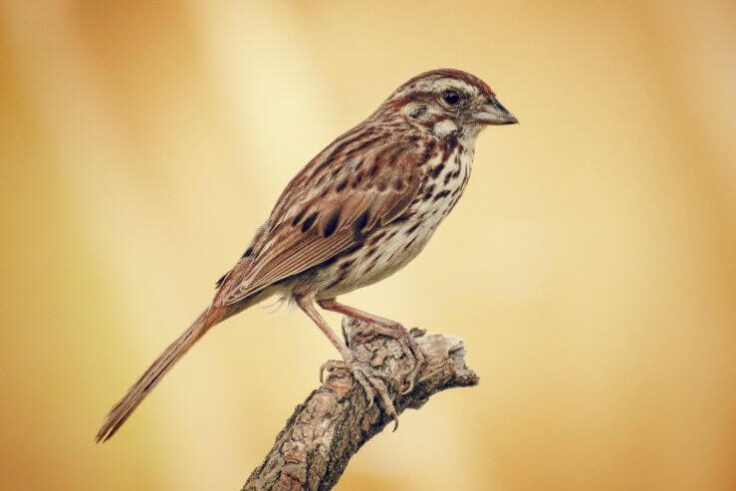 10 Most Common Birds of Ohio (with Pictures for Easy ID)